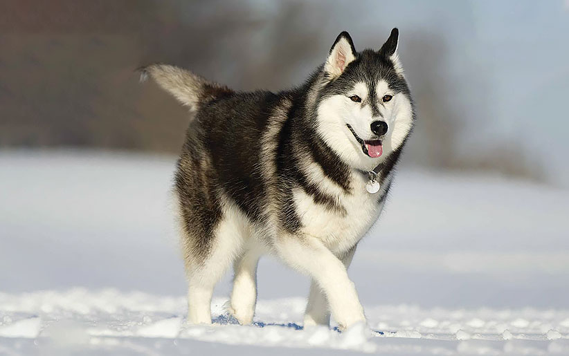 معرفی نژاد سگ: هاسکی سیبری